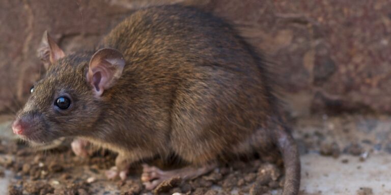 Rotte 940x470 COLOURBOX30114235 | Patriotisk Selskab